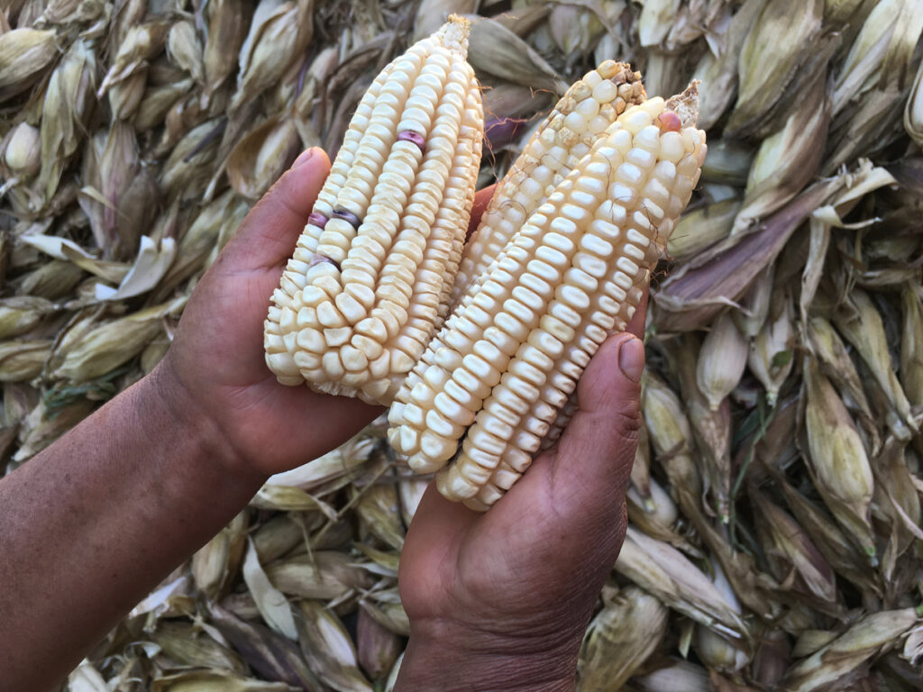 Hacer milpa, ser milpa: el maíz en México y algunas historias