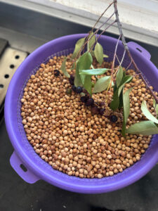 Capulines, algunos datos sobre estos frutos silvestres comestibles